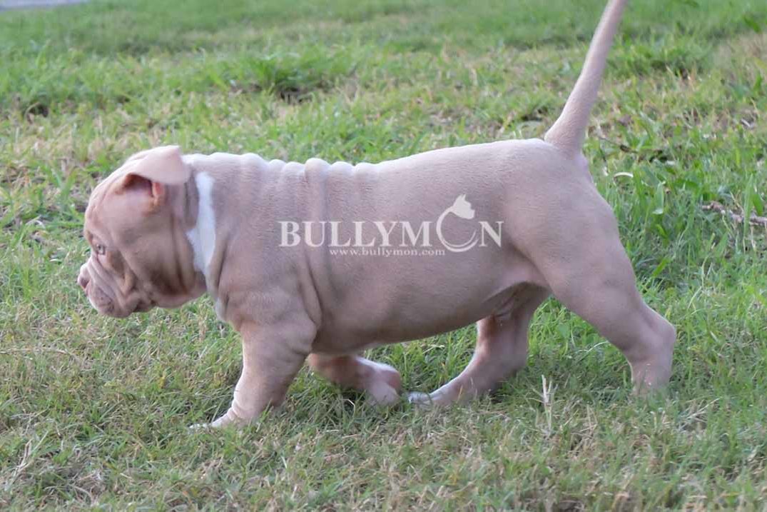 14 July 2018 - Bullymon | Mini Exotic and Pocket Bully Puppies Dog For Sale