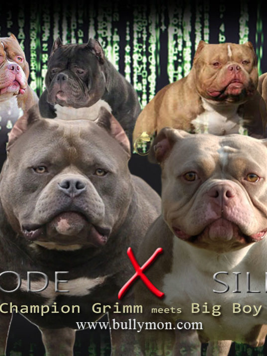 G-Code x Silken Puppy Male 2 - Bullymon | Miniature Pocket and Exotic ...