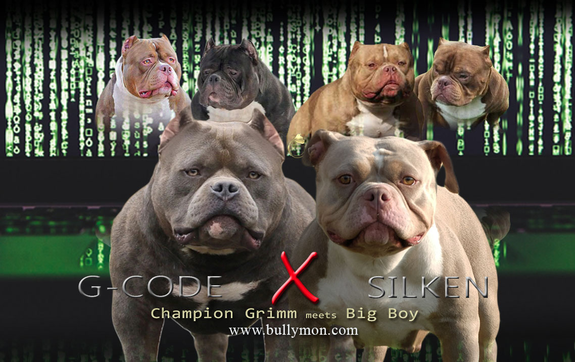 G-Code x Silken Puppy Male 2 - Bullymon | Miniature Pocket and Exotic ...