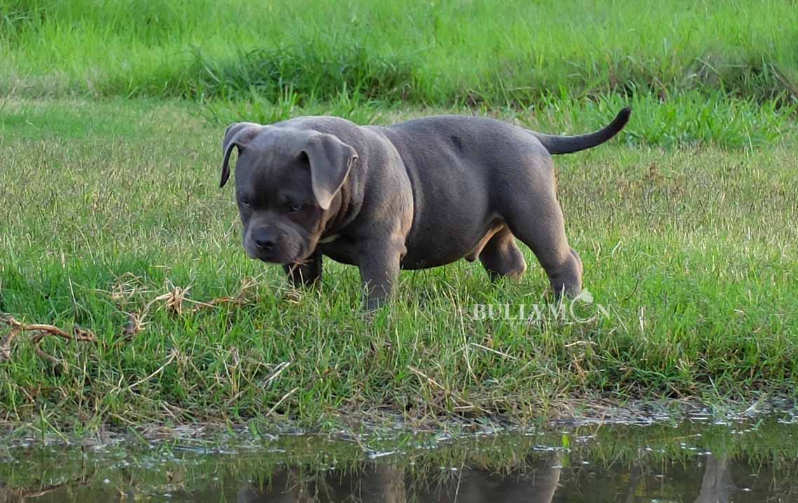 Puppy Derby SOLD - Bullymon | Mini Exotic and Pocket Bully Puppies Dog ...
