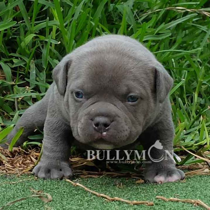 Bullymon Gallery - Pocket and Exotic Bully | Bullymon | American ...