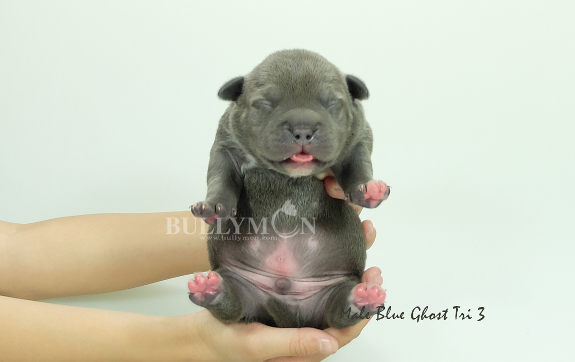 Puppy Derby SOLD - Bullymon | Mini Exotic and Pocket Bully Puppies Dog ...