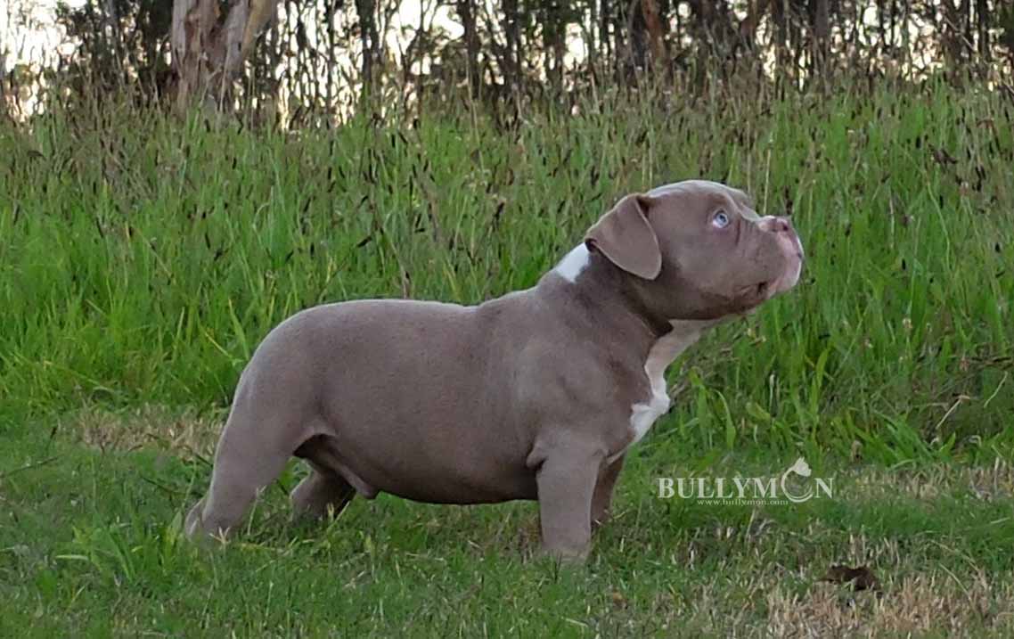 G-Code x Silken Male Lilac - Bullymon | Miniature Pocket and Exotic ...
