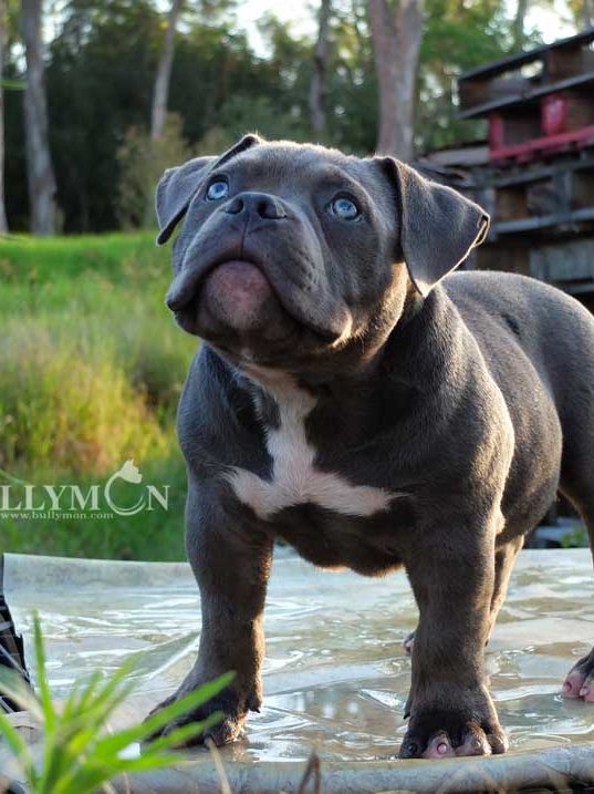 Derby aka Mini-G - Bullymon | Miniature Pocket and Exotic American ...