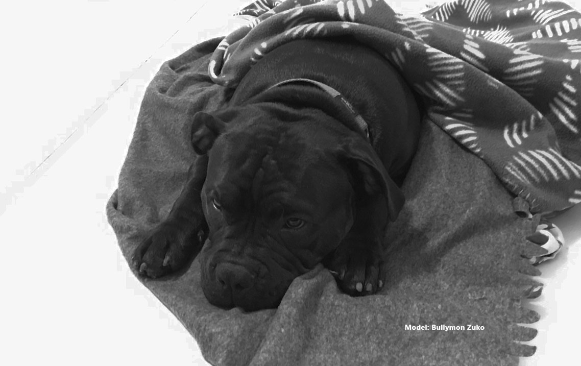 Tips on keeping your American Bully Dog and Puppy warm in Winter ...