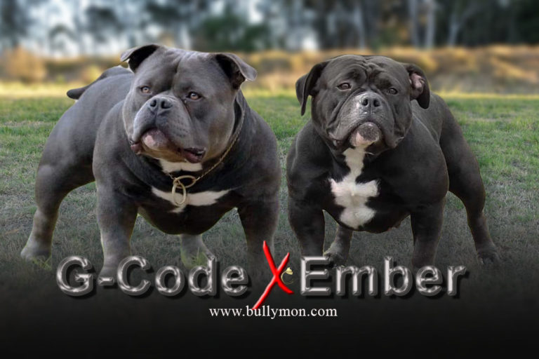 Miniature, Pocket and Exotic Bully | Bullymon | American Bullies Australia