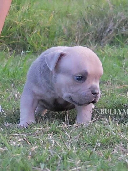 Sonic Female 2 Blue Champagne – RESERVED - Bullymon | Miniature Pocket ...