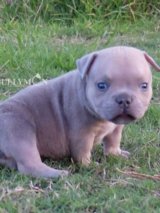 Sonic Female 2 Blue Champagne – RESERVED - Bullymon | Miniature Pocket ...