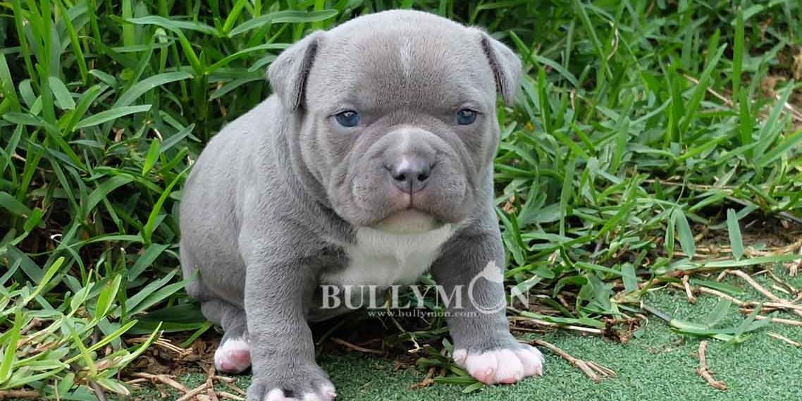 G-Code x Silken Puppy Male 2 - Bullymon | Miniature Pocket and Exotic ...