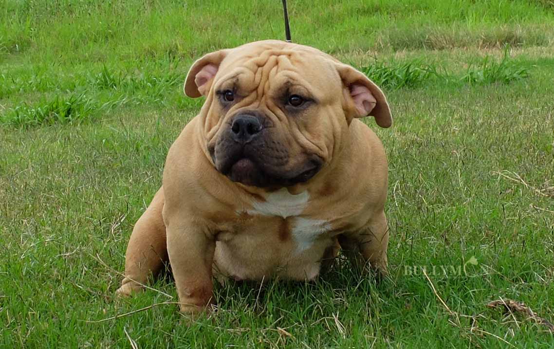 Our Story - Bullymon | Miniature Pocket and Exotic American Bully Dog ...