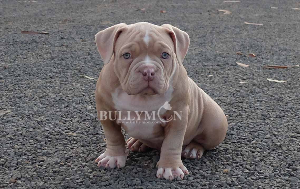 Bullymon Gallery - Bullymon | Miniature Pocket and Exotic American ...