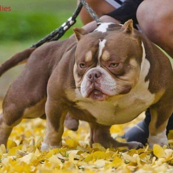American Bully Puppy for Sale - Miniature, Pocket and Exotic Bully ...