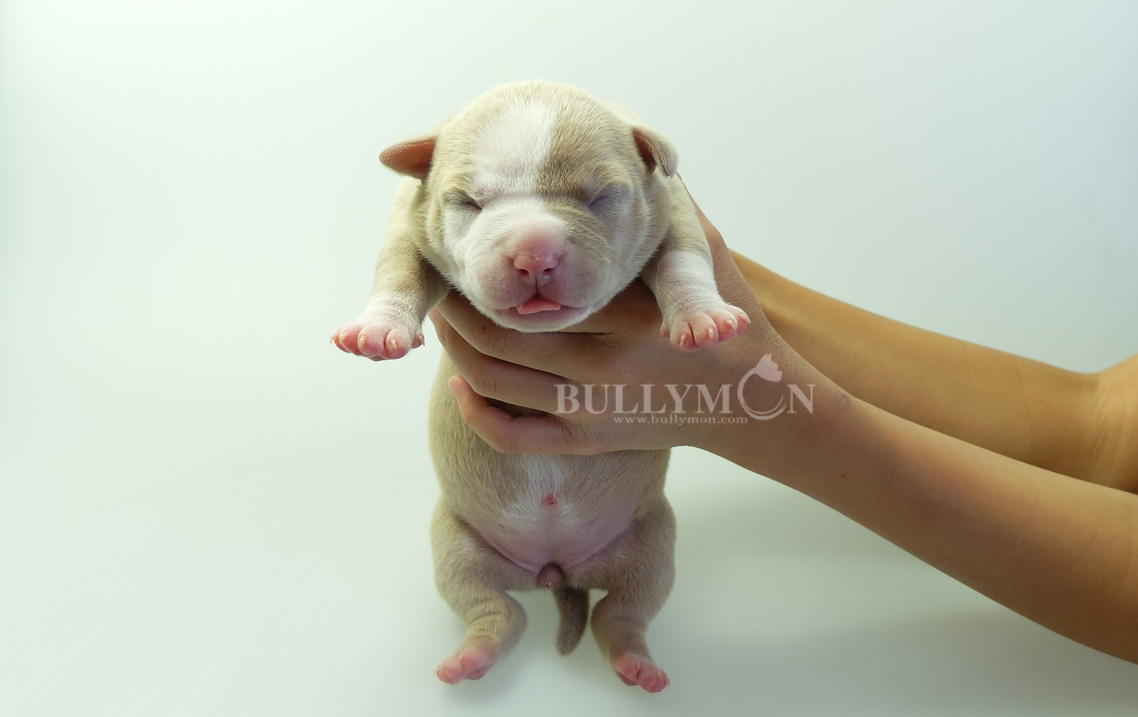 Our Puppy Gallery - Bullymon | Miniature Pocket and Exotic American ...