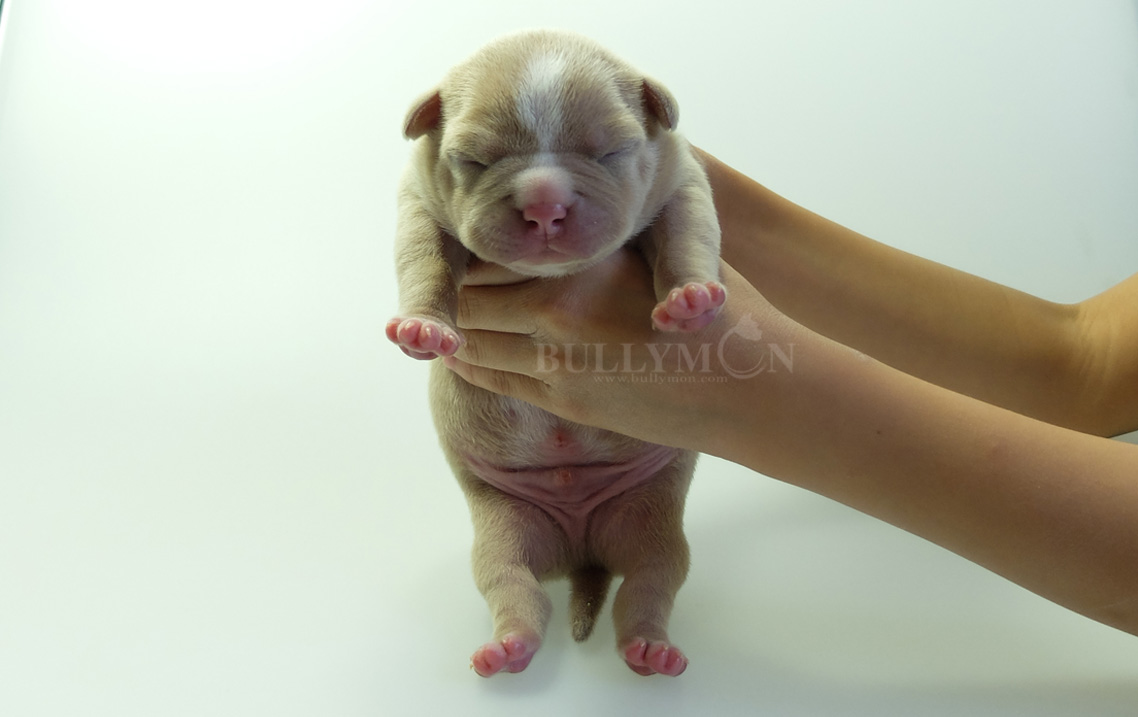 Bullymon Gallery - Bullymon | Miniature Pocket and Exotic American ...